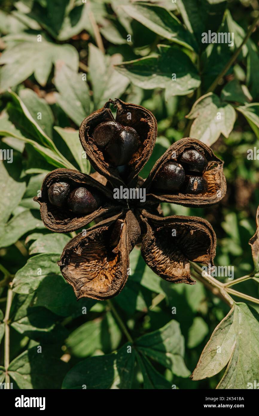 Flat hairy seed pod hi-res stock photography and images - Alamy