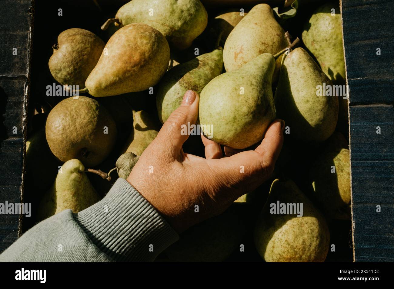 Woman holds ripe pear. Fresh pears in box. Fruits just picked from tree ...