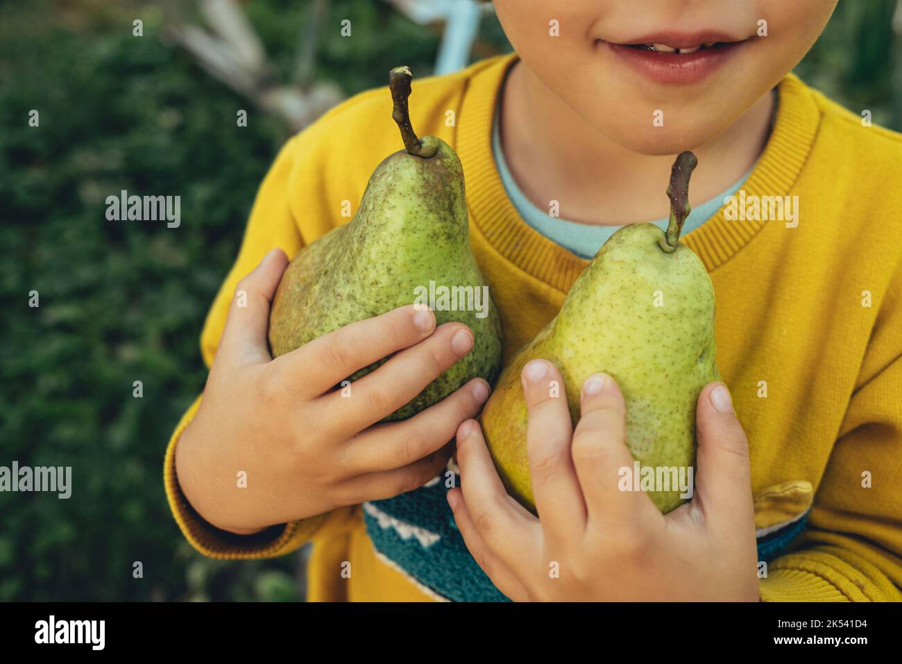 Cute little boy holds ripe pears. Kid in garden explores plants, nature ...