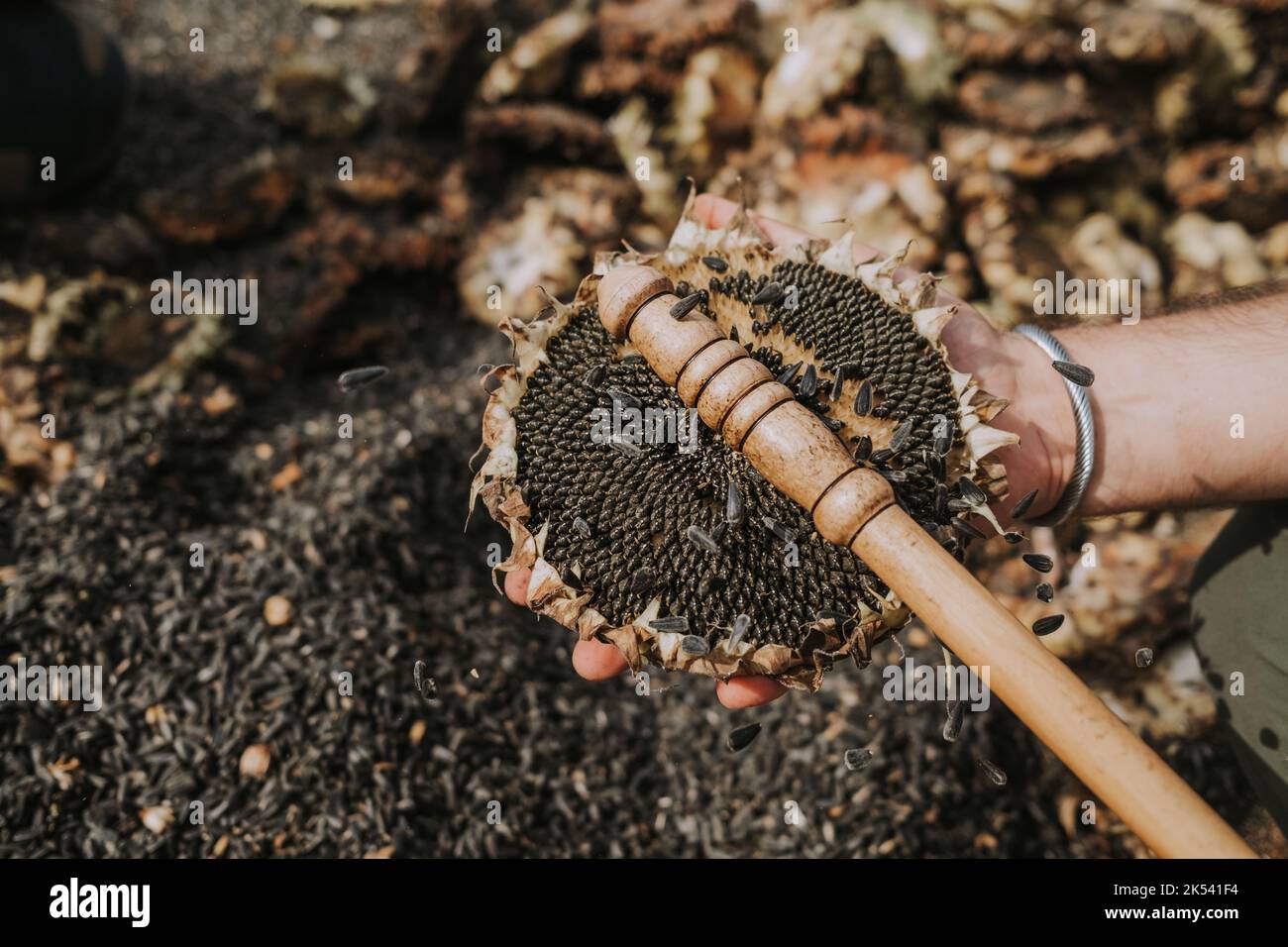 Threshing sunflower seeds by hand - man using stick, knocking on raw ...