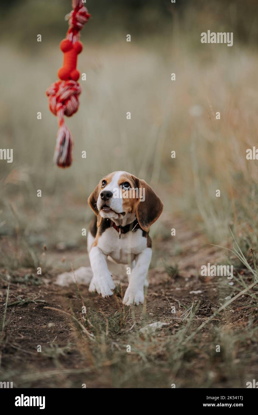 Happy beagle puppy playing favorite toy - red with his owner on ...