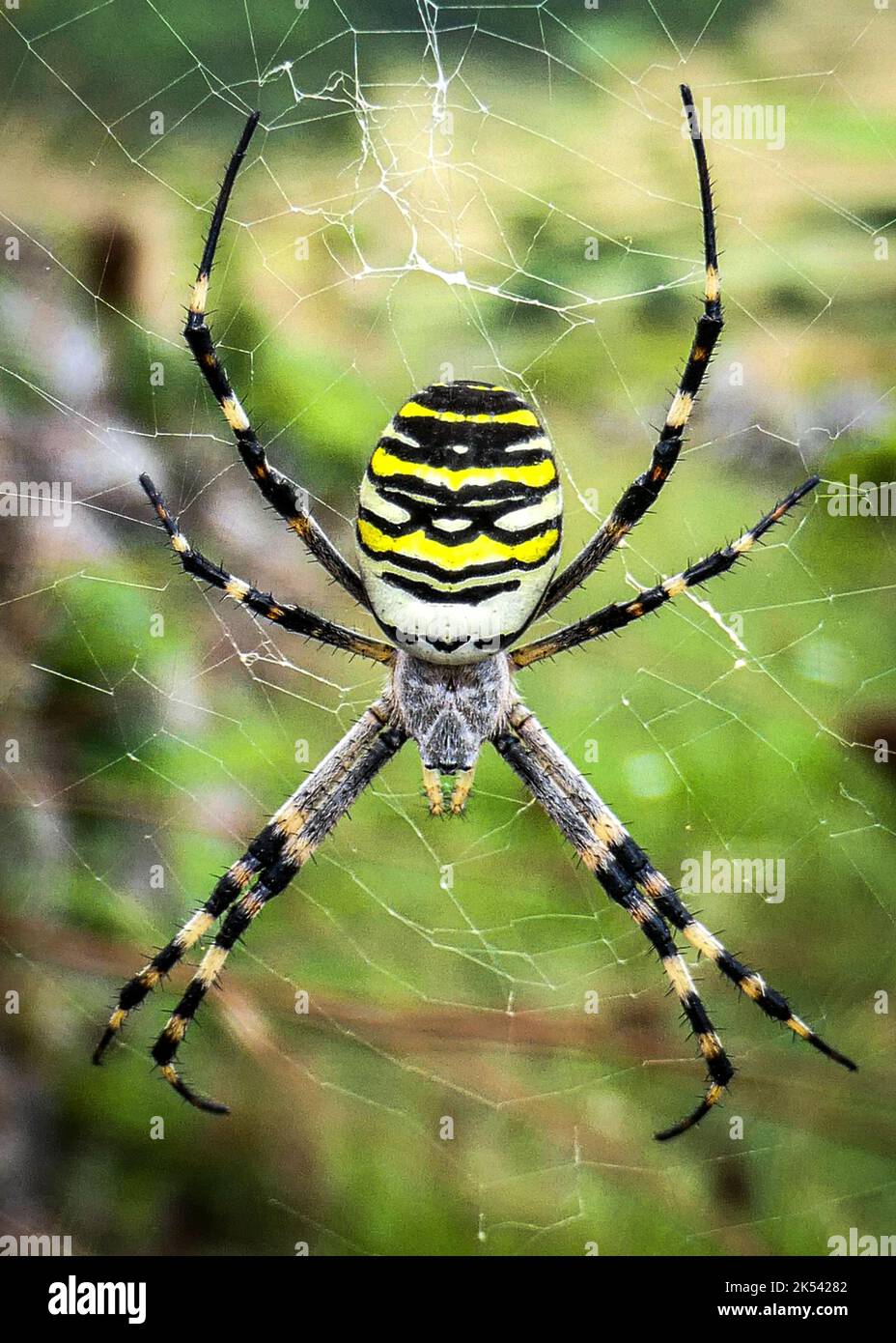 A dangerous looking Argiope Aurantia, black and yellow garden spider of ...