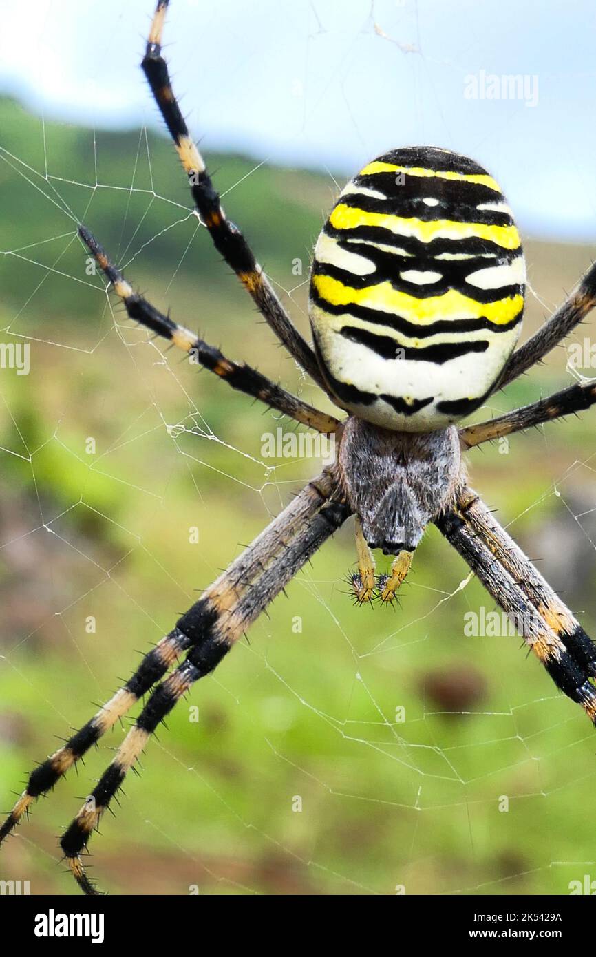 A dangerous looking Argiope Aurantia, black and yellow garden spider of ...