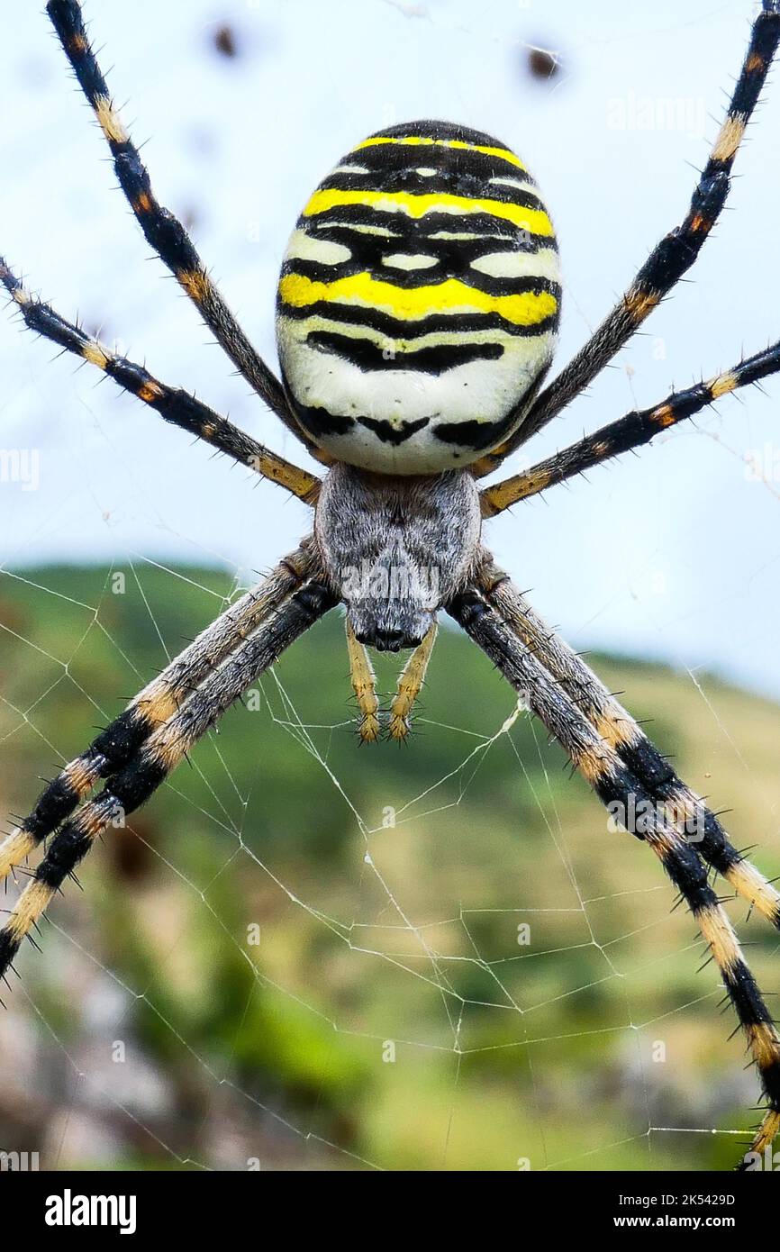 A dangerous looking Argiope Aurantia, black and yellow garden spider of ...