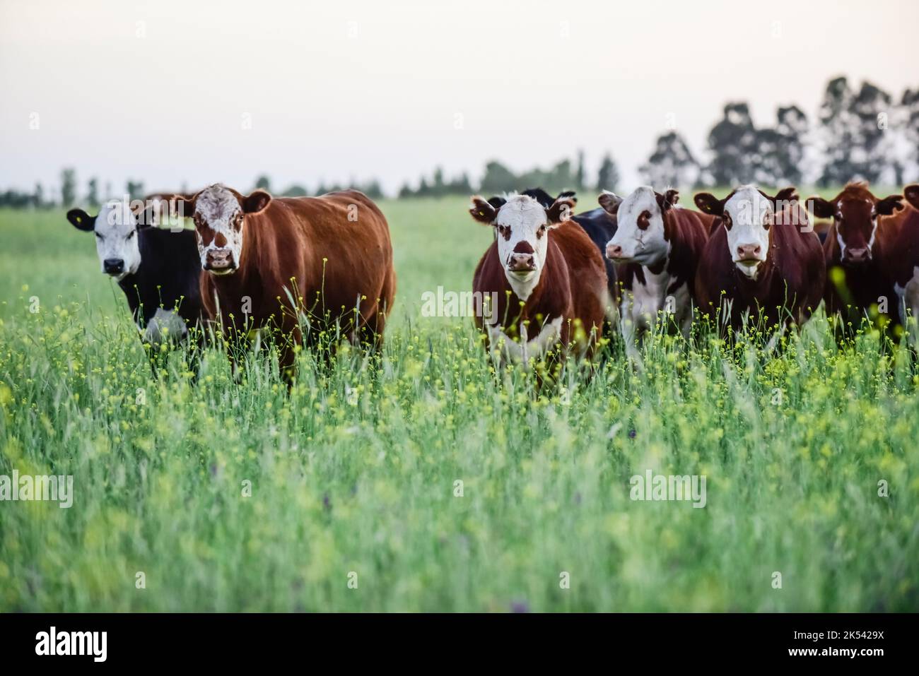 Milk money hi-res stock photography and images - Alamy