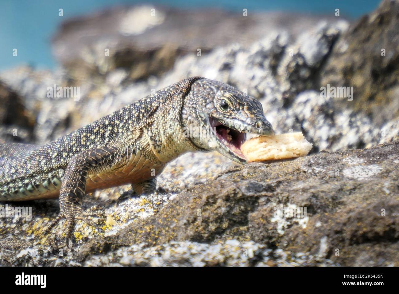 Close up of a lizard on a volcanic rock in Graciosa Island, Azores ...