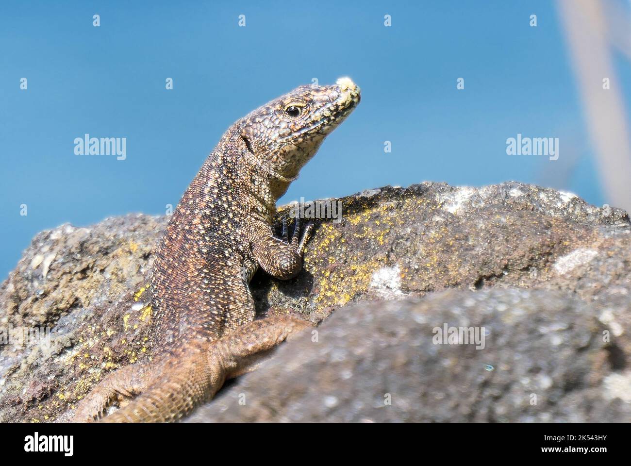 Close up of a lizard on a volcanic rock in Graciosa Island, Azores ...