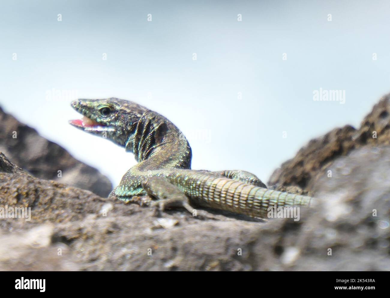 Close up of a lizard on a volcanic rock in Graciosa Island, Azores ...