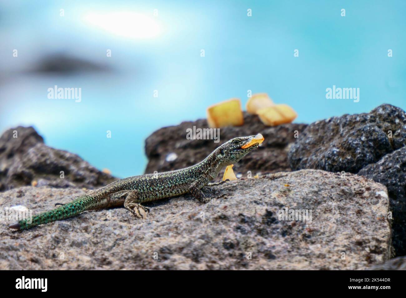 Volcanic wildlife hi-res stock photography and images - Alamy