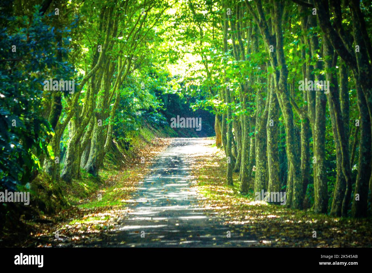 A walking, hiking path in nature on Graciosa Island, Azores Stock Photo ...