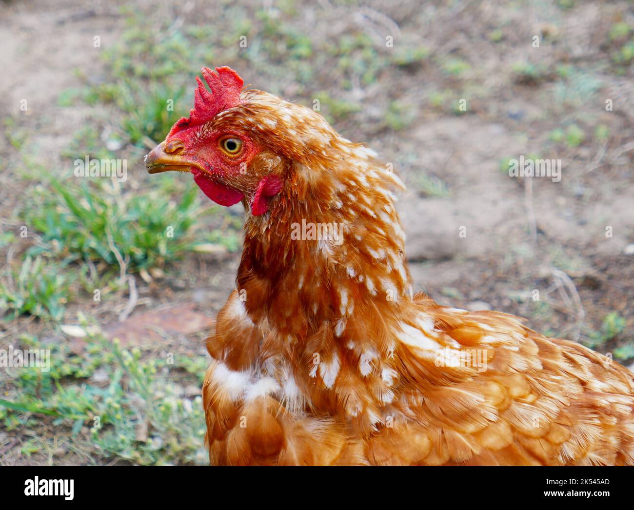 Close up profile of a chicken, hen Stock Photo - Alamy