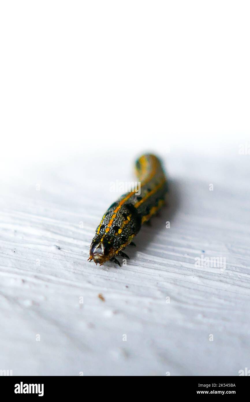 A caterpillar on a wall, possibly an orange striped oak worm that will ...