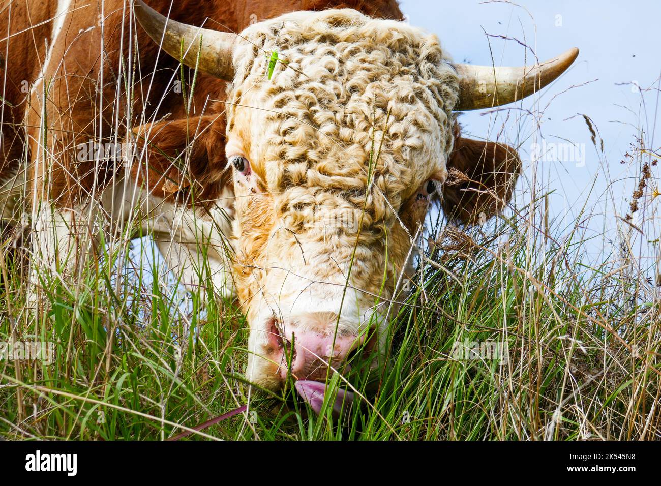 Animal looking at camera hi-res stock photography and images - Alamy