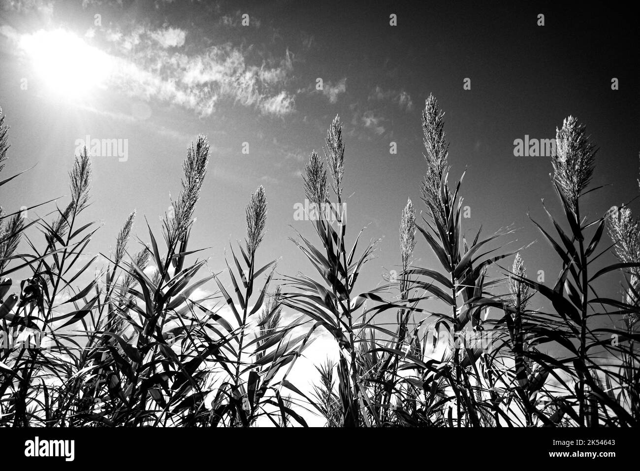 Spanish cane Black and White Stock Photos & Images - Alamy
