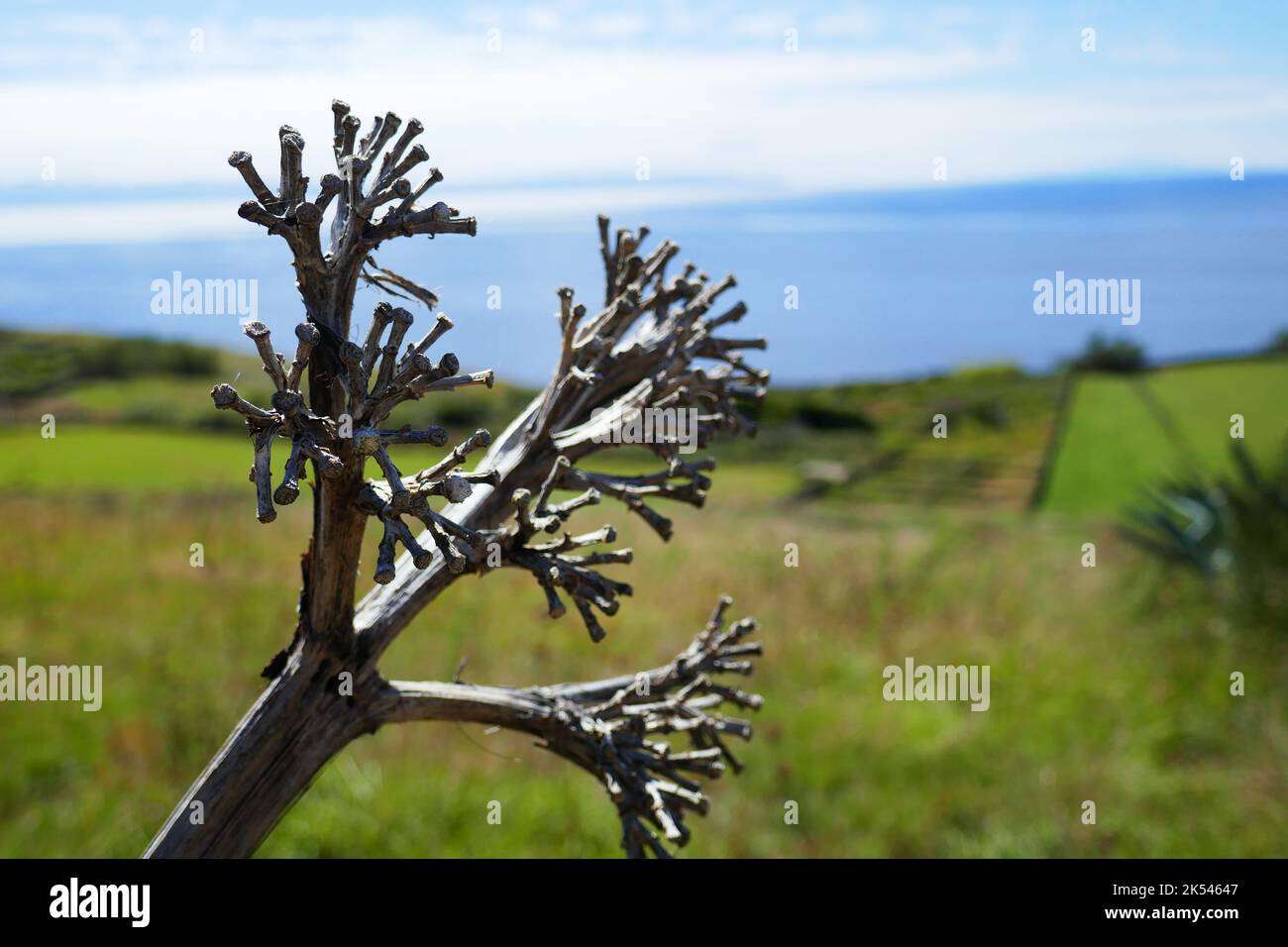 The coastline, showing the countryside and ocean of Graciosa Island ...