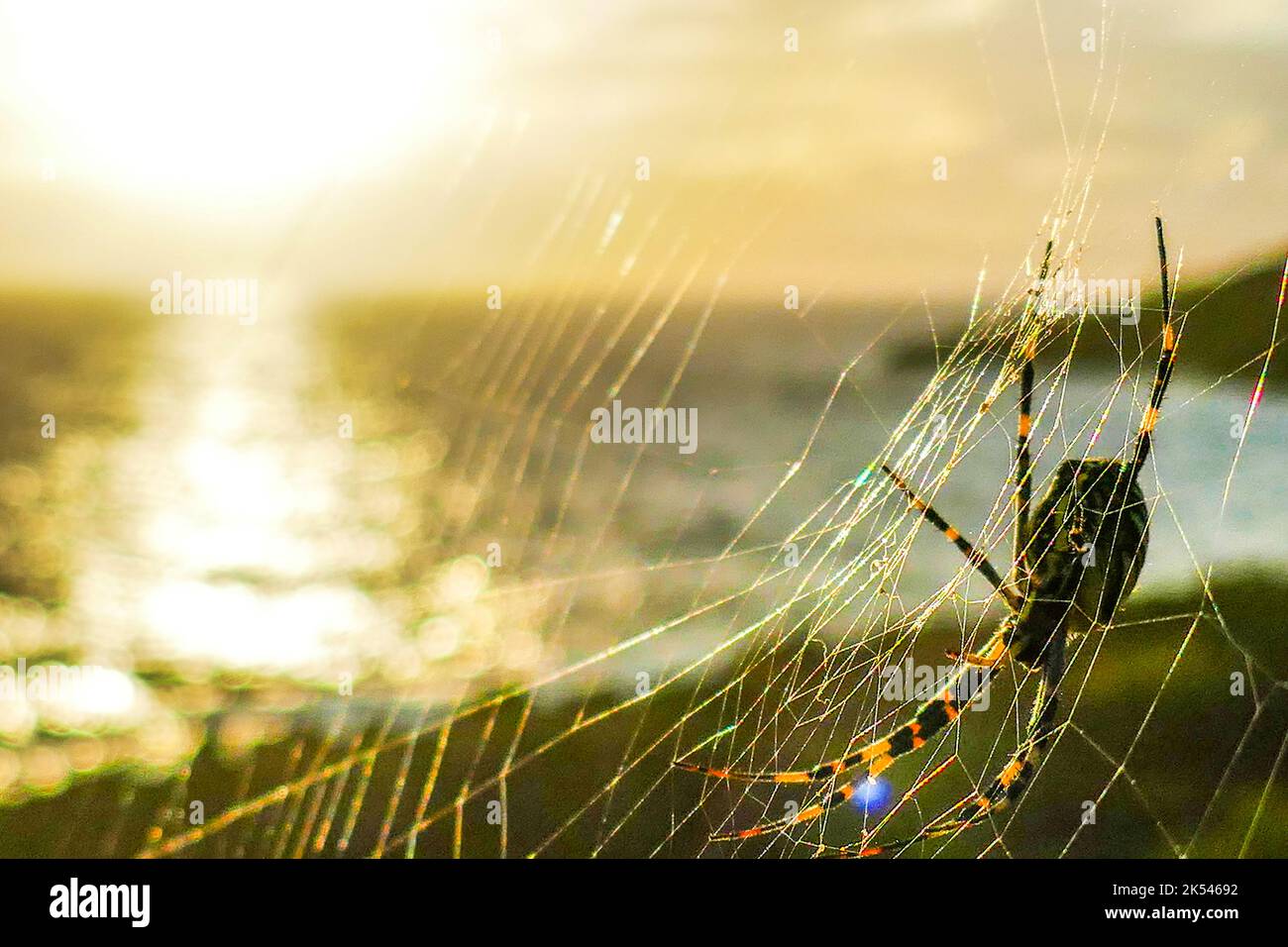 A dangerous looking Argiope Aurantia or Argiope Bruenicchi, black and ...