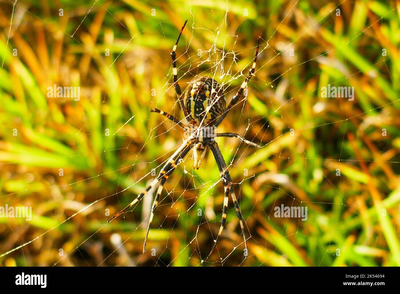 A dangerous looking Argiope Aurantia, black and yellow garden spider of ...