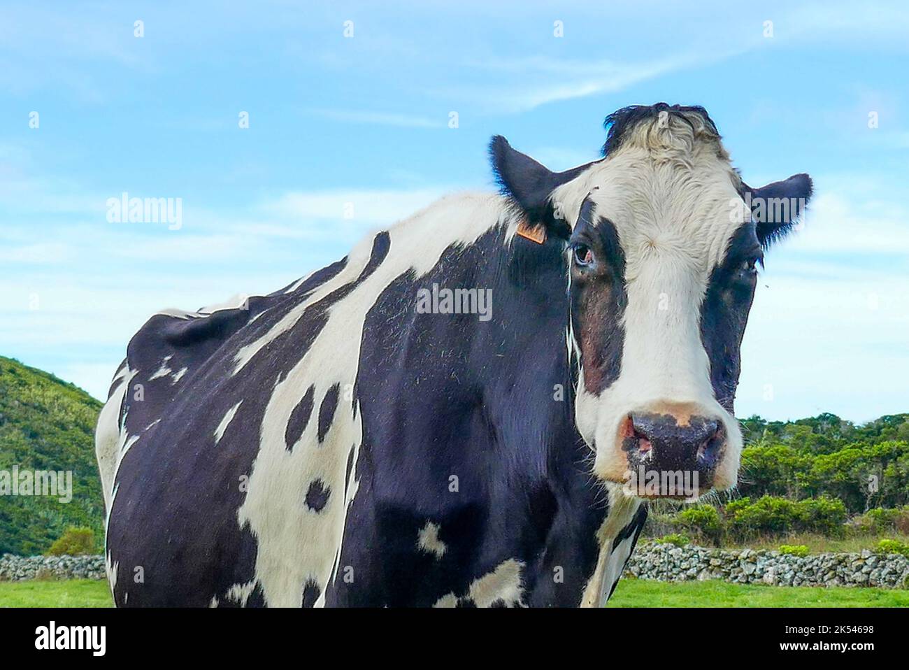 Portrait of a friesian cow hi-res stock photography and images - Alamy