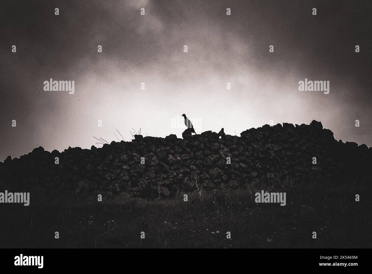 A very large bird on a wall, at distance, in black and white, in the ...