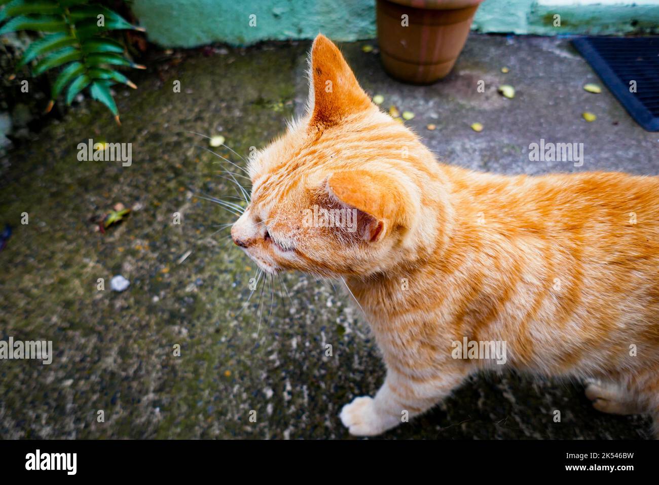 A friendly, cute, ginger, stray cat on Graciosa Island, Azores Stock ...