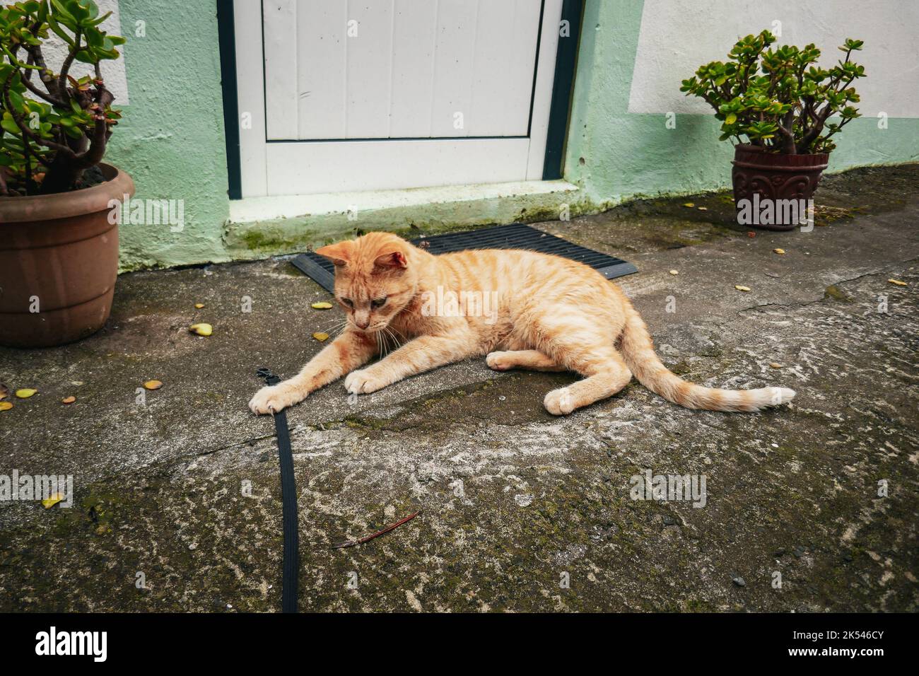 A friendly, cute, ginger, stray cat on Graciosa Island, Azores Stock ...