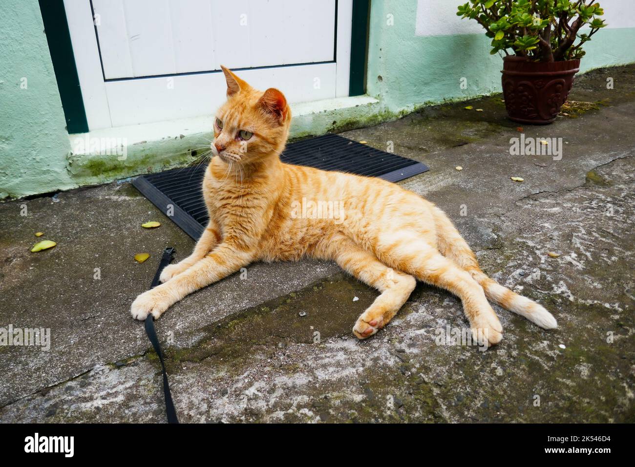 A friendly, cute, ginger, stray cat on Graciosa Island, Azores Stock ...