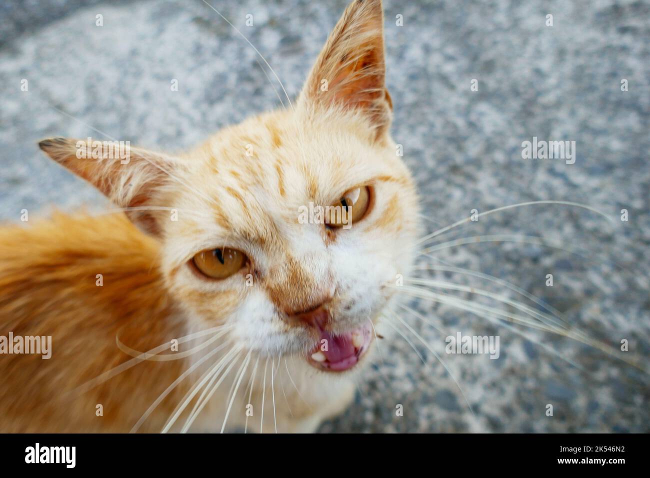 A cute ginger cat looking up directly at the camera Stock Photo - Alamy