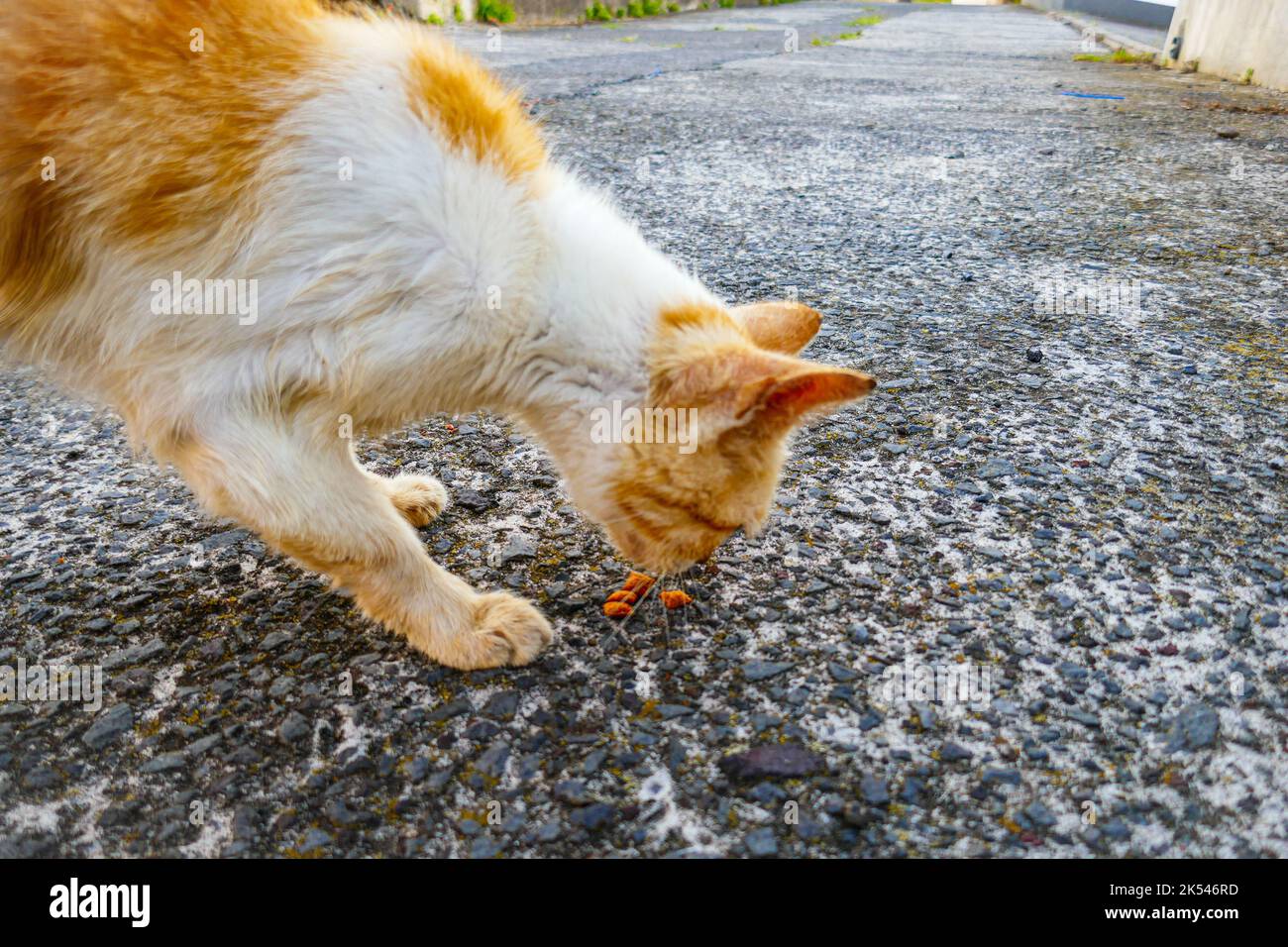 A friendly, cute, ginger, stray cat on Graciosa Island, Azores Stock ...