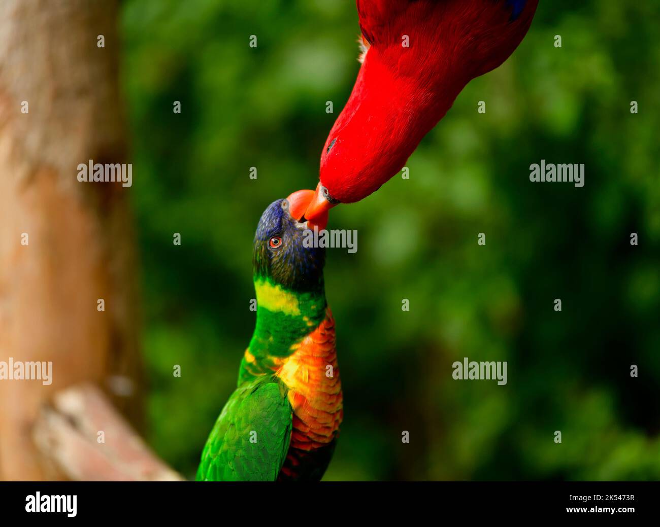 BEIJING, CHINA - OCTOBER 5, 2022 - A view of parrots at the Nangong ...