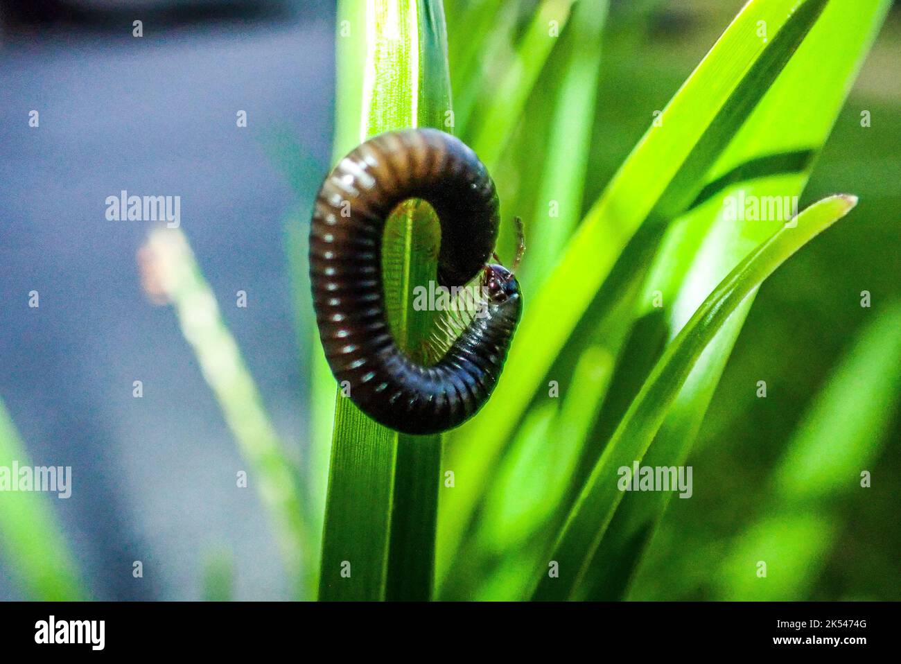 Close up of an ommatoiulus moreleti, Portuguese millipede, a ...