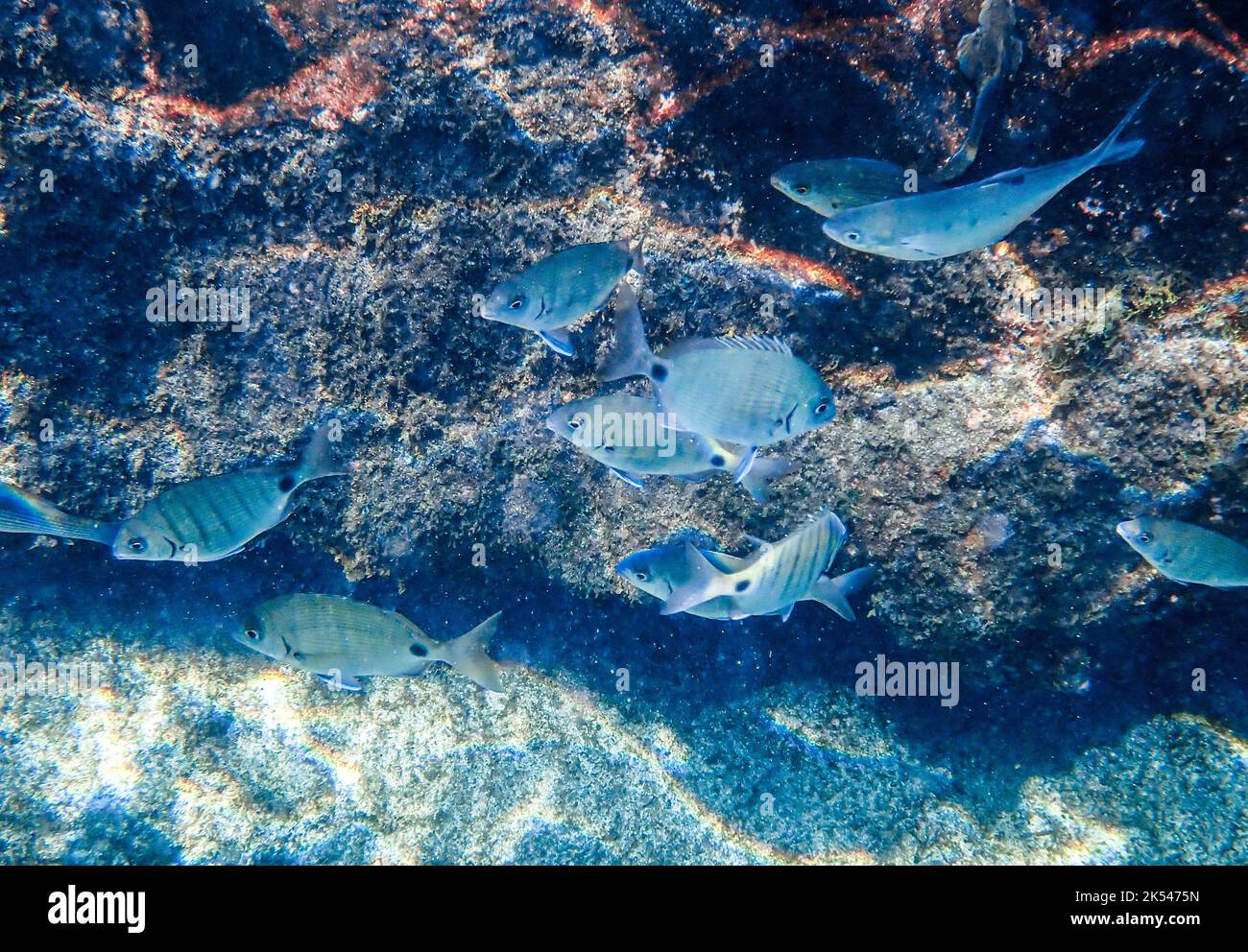 Underwater shot of fish in the Atlantic ocean Stock Photo - Alamy