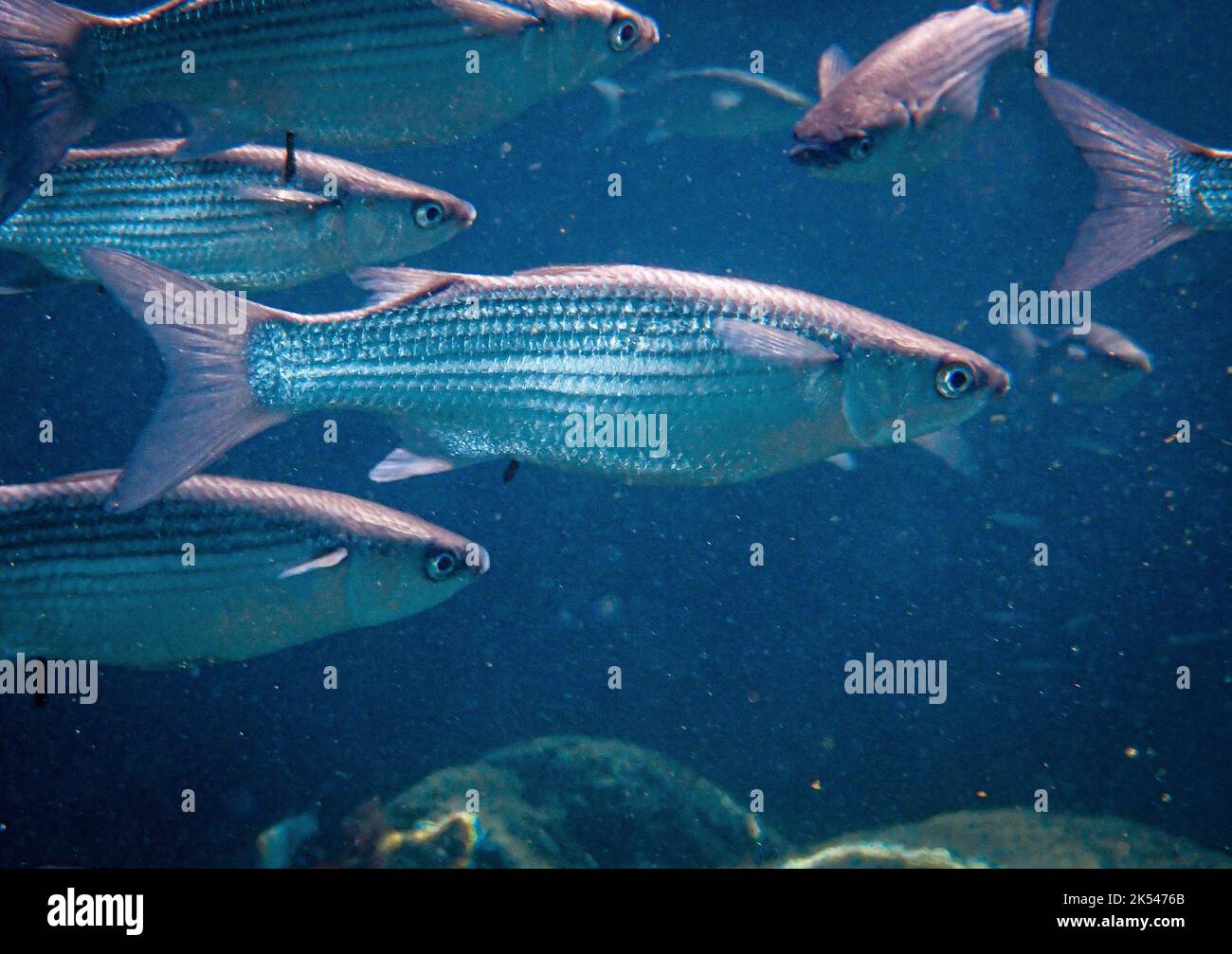 Underwater shot of fish in the Atlantic ocean Stock Photo - Alamy