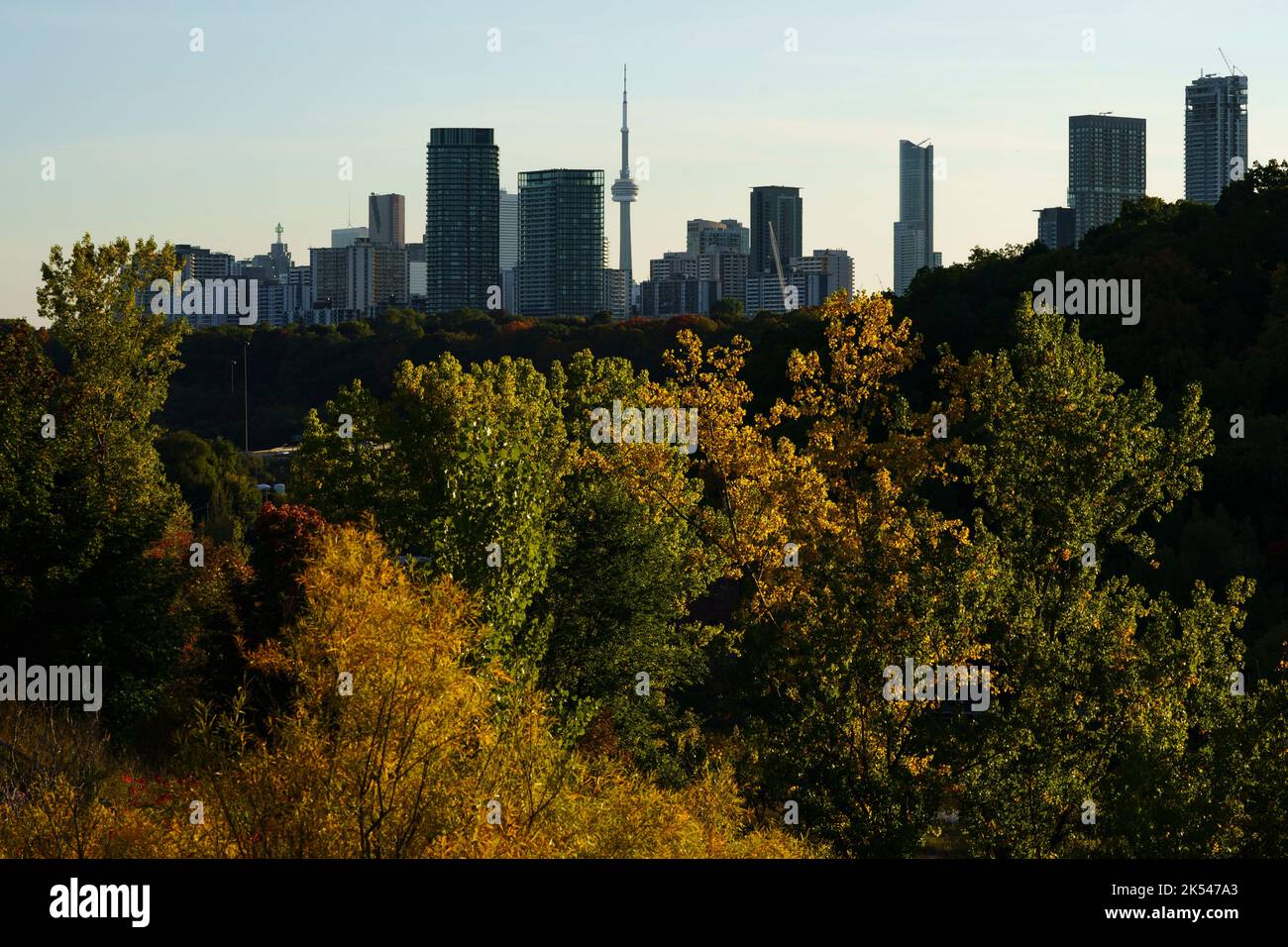 The Toronto skyline is photographed behind a canopy of trees on ...