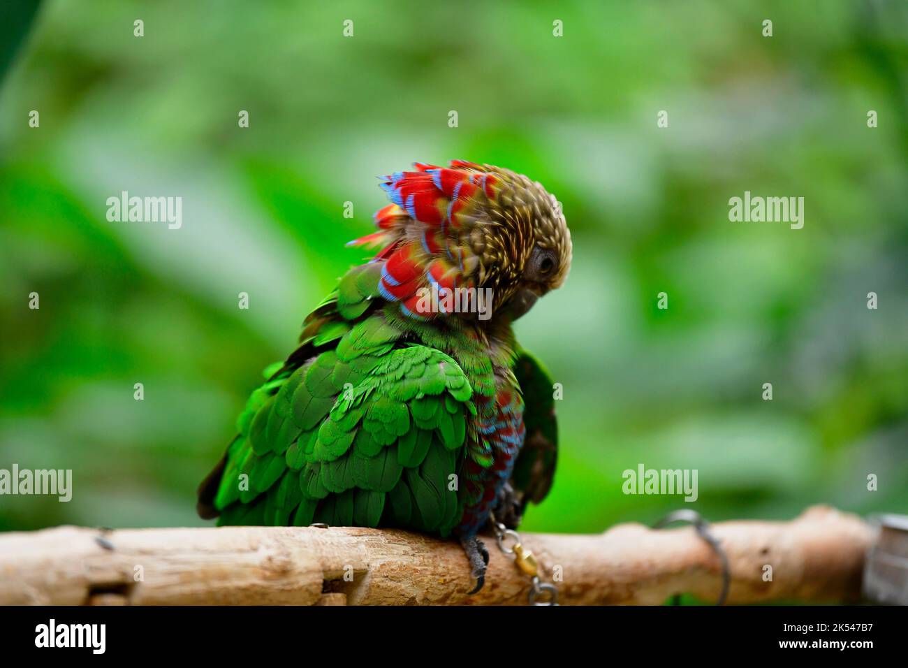 BEIJING, CHINA - OCTOBER 5, 2022 - A view of parrots at the Nangong ...