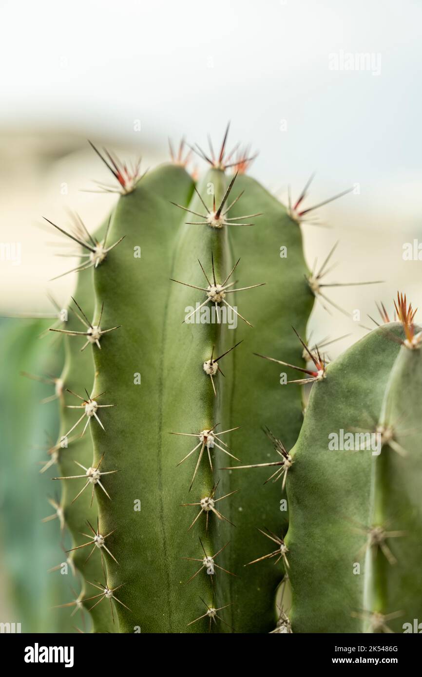 Close up of a cereus cactus with many sharp needle like spines Stock ...