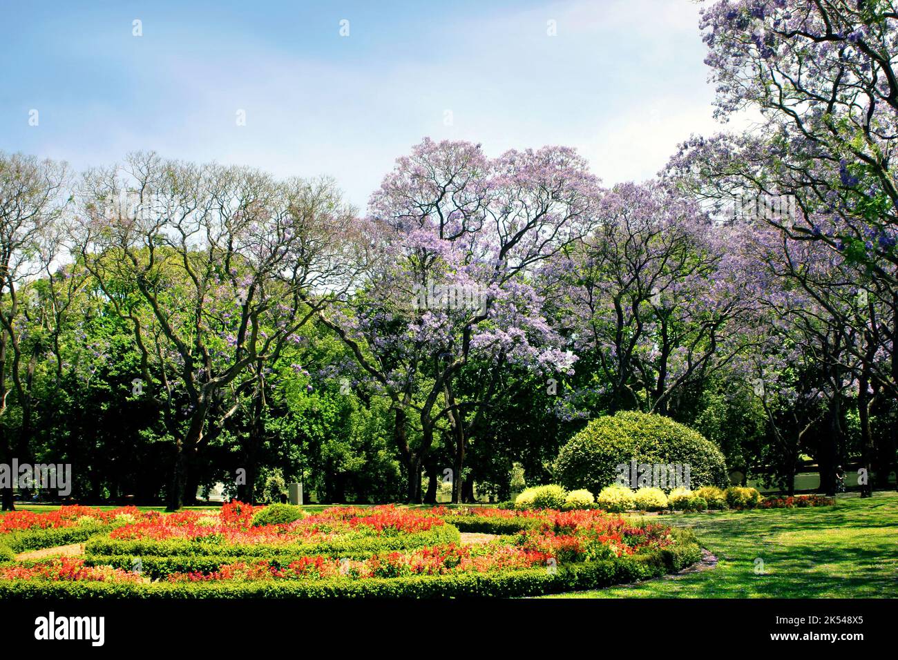 Jacaranda trees and garden in Hyde Park, Perth, Western Australia Stock ...