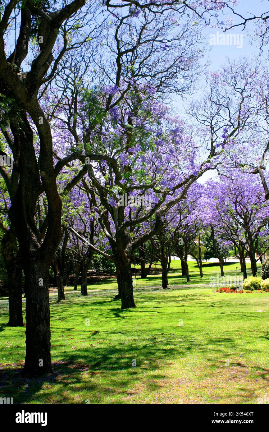 Jacaranda trees and garden in Hyde Park, Perth, Western Australia Stock ...