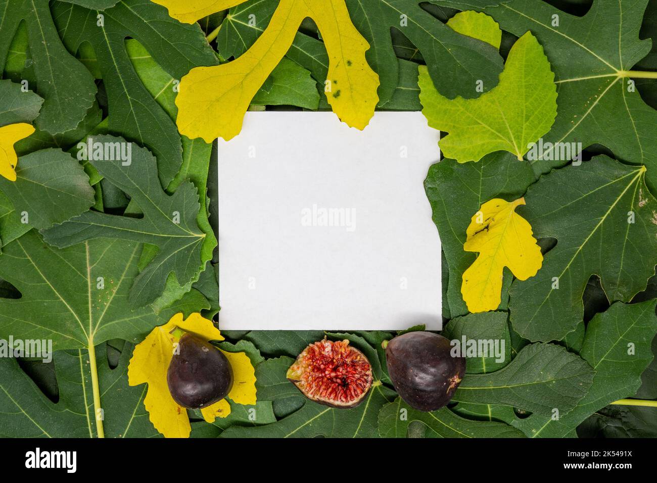 Creative layout made of fig leaves and fresh fruit in autumn and paper ...