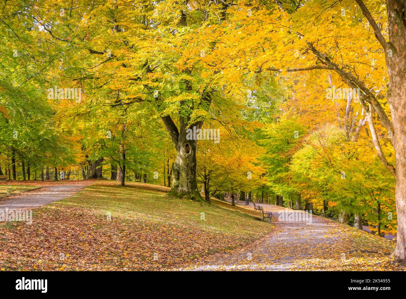 Maple trees in Alps at golden autumn, Karwendel mountains near ...