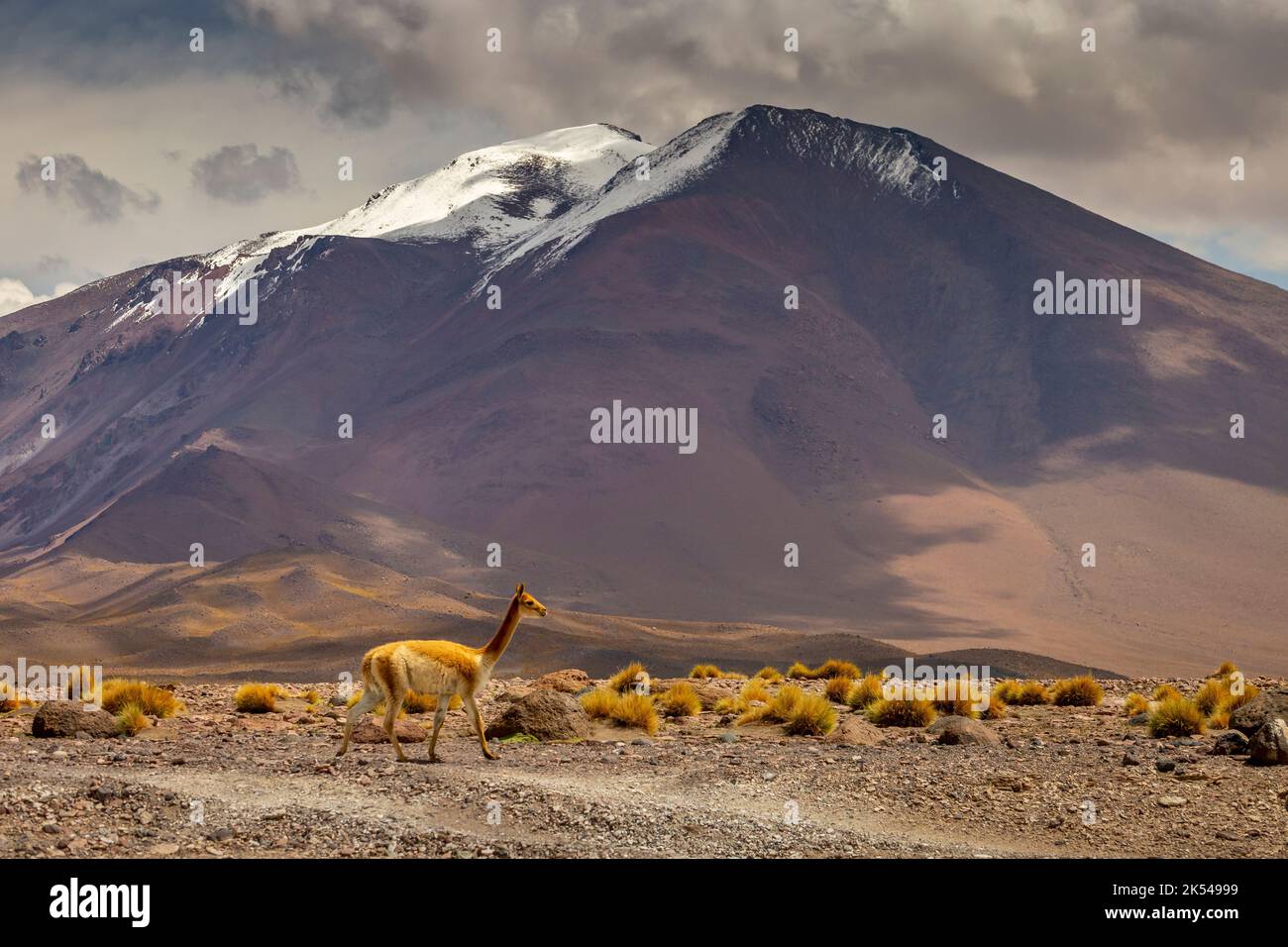 Guanaco Vicuna in the wild of Atacama Desert, Andes altiplano, Chile ...