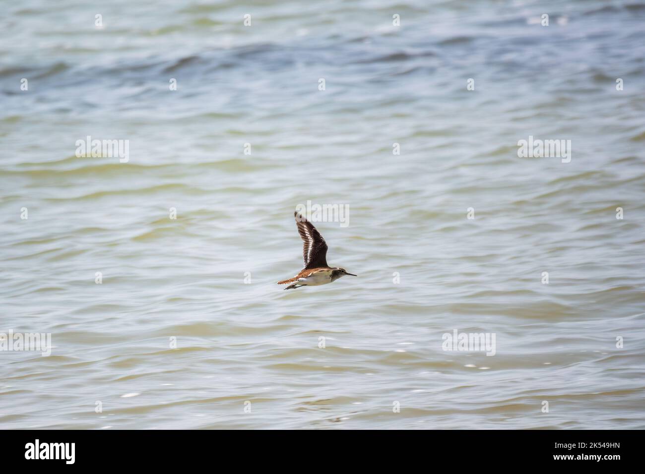 Common sandpiper, Actitis hypoleucos, flying over lake water. The ...