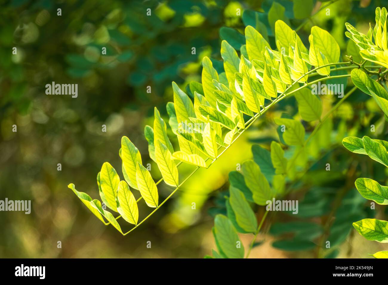 Robinia leaves, Robinia pseudoacacia, in summer. Fresh green foliage of ...