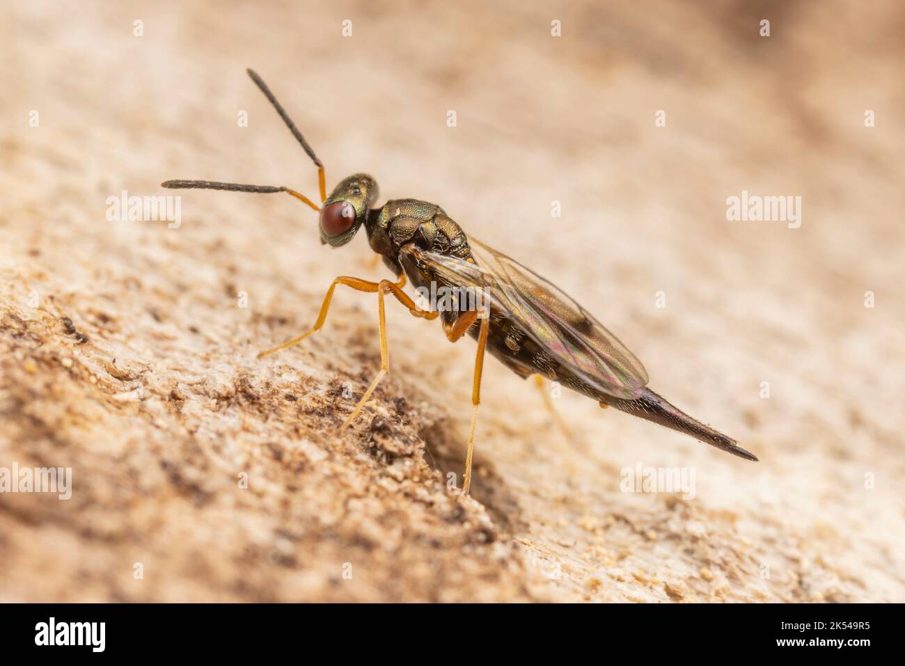 Pteromalid Wasp (Plutothrix sp.) - Female Stock Photo - Alamy