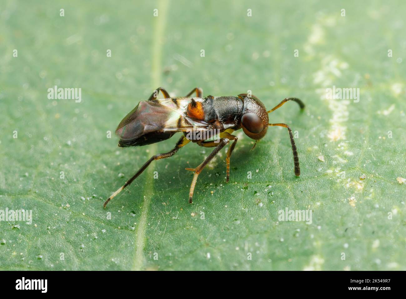Encyrtid Wasp (Encyrtus sp Stock Photo - Alamy