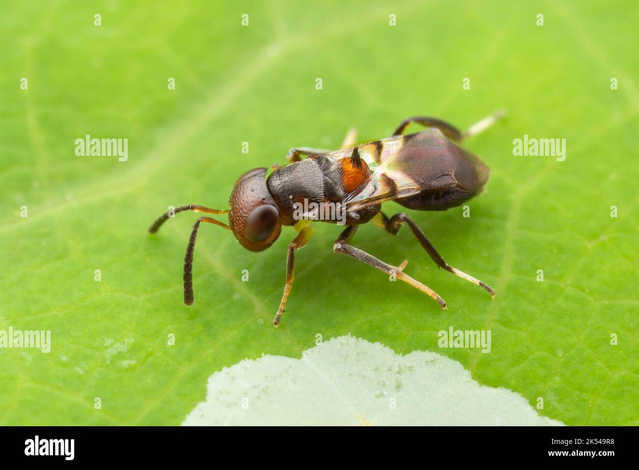 Encyrtid Wasp (Encyrtus sp Stock Photo - Alamy