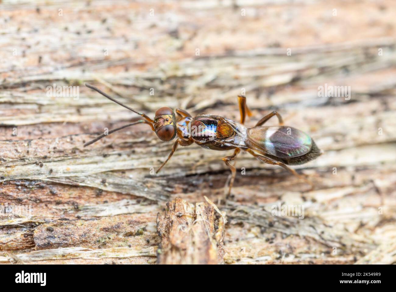 Eupelmid Wasp (Anastatus sp.) - Female Stock Photo - Alamy