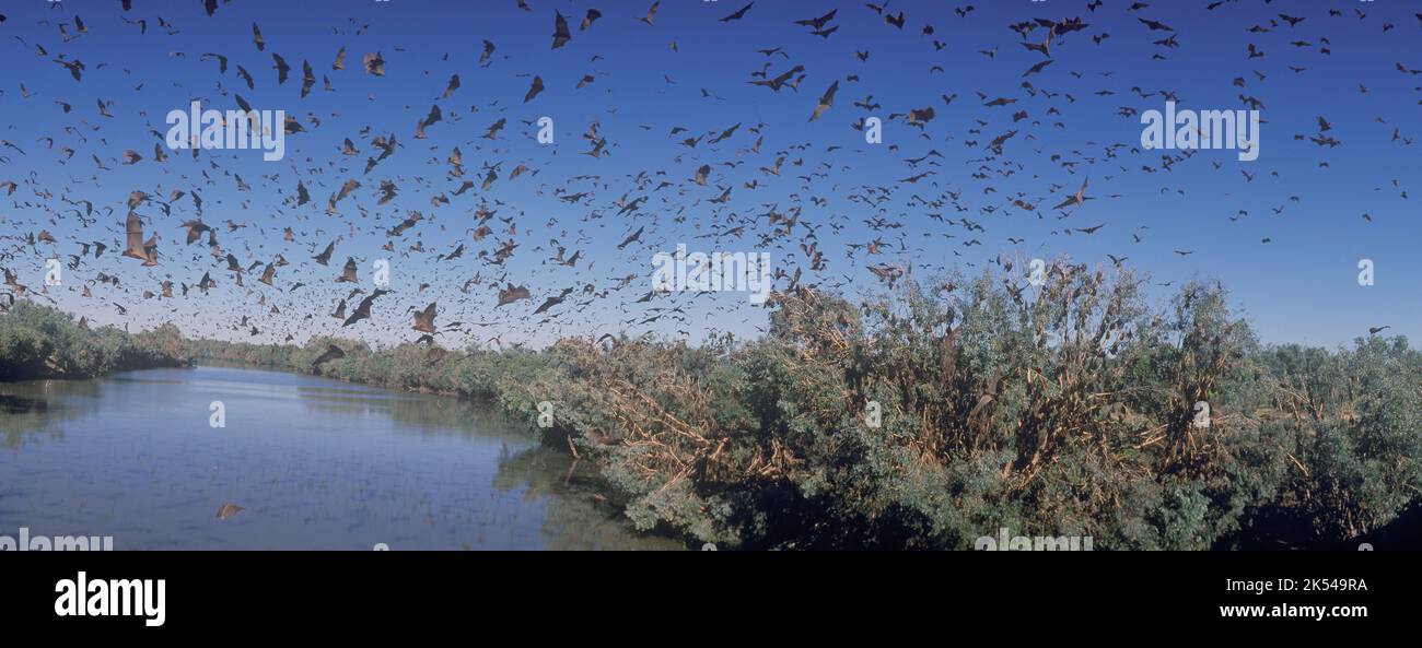 A huge colony of Little red flying fox bats On the Norman river. near ...