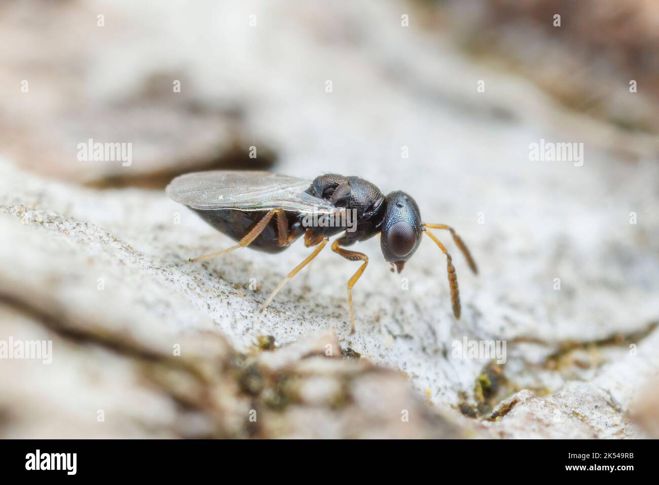 Pteromalid wasps hi-res stock photography and images - Alamy