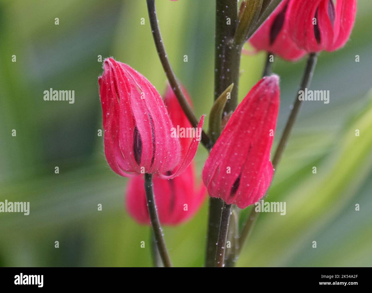Close up of the red flowers of Brazilian Candles, also known with ...