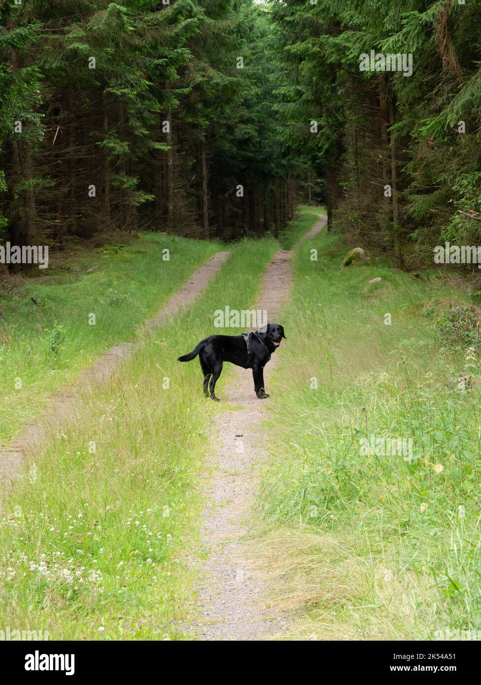 A vertical shot of an adorable black Labrador dog on a walk in an ...